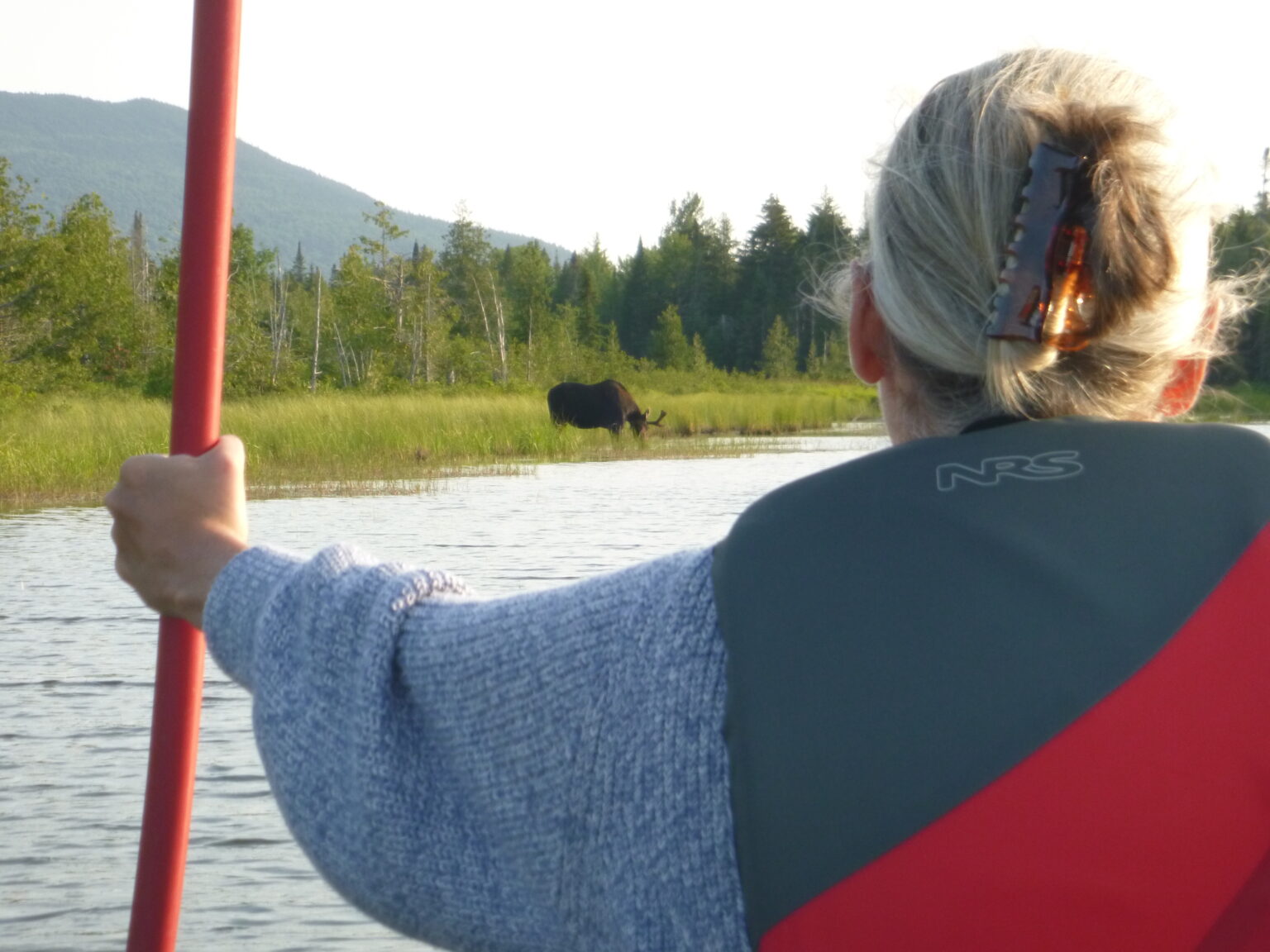 Moose Tours in Maine