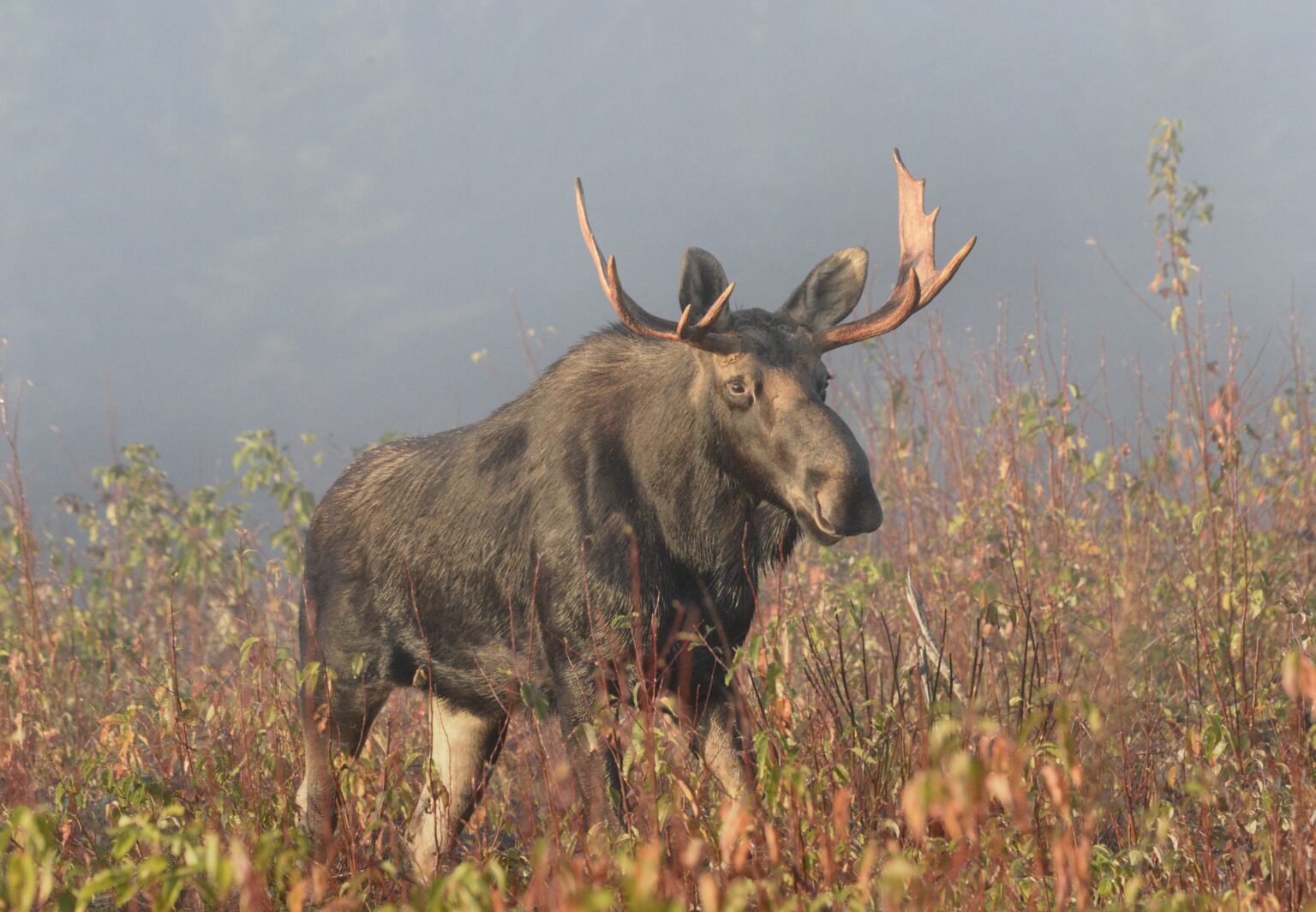 Moose Tours in Maine
